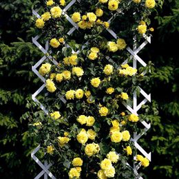 Kletterrose 'Goldstern ', 5 Liter, 3 starke Triebe, A-Qualit&auml;t Liefergr&ouml;&szlig;e: drei starke Triebe, A-Qualit&auml;t