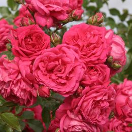 Kletterrose 'Laguna ' - ADR-Rose, 5 Liter, 3 starke Triebe, A-Qualit&auml;t Liefergr&ouml;&szlig;e: 3 starke Triebe, A-Qualit&auml;t