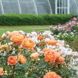 David Austin-Rose 'Lady of Shalott ' - AGM-Rose, 5 Liter, 3 starke Triebe, A-Qualit&auml;t Liefergr&ouml;&szlig;e: 3 starke Triebe, A-Qualit&auml;t