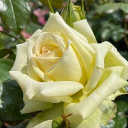 Kletterrose 'Elfe ', 5 Liter, 2 - 3 starke Triebe, A-Qualit&auml;t Liefergr&ouml;&szlig;e: 2 - 3 starke Triebe, A-Qualit&auml;t