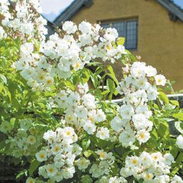 Historische Ramblerrose 'Bobby James ', 5 Liter, A-Qualit&auml;t, 2 - 3 Triebe Lieferform: Im 5 Liter Topf