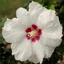 Eibisch 'Sup'Heart ' - 'Super Heart ', 3 - 5 Liter, 40 - 60 cm Liefergr&ouml;&szlig;e: 40 - 60 cm