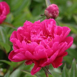 Pfingstrose 'Karl Rosenfield' 11 cm Topf Lieferform: Im 1 Liter Topf