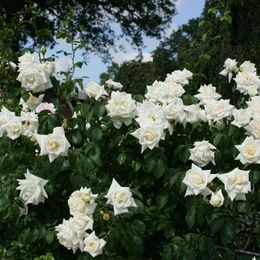 Kletterrose 'Ilse Krohn ', 5 Liter, 3 starke Triebe, A-Qualit&auml;t Liefergr&ouml;&szlig;e: 3 starke Triebe, A-Qualit&auml;t