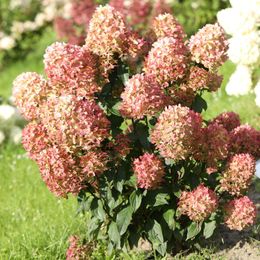 Rispenhortensie 'Graffiti ' C5 40 - 60 Liefergr&ouml;&szlig;e: 40 - 60 cm