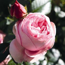 Kletterrose 'Giardina ' 6 Liter Container Lieferform: Im 6 Liter Topf