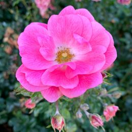 Bodendeckerrose 'Palmengarten Frankfurt ' - ADR-Rose, 5 Liter, A-Qualit&auml;t, 3 starke Triebe Liefergr&ouml;&szlig;e: drei starke Triebe
