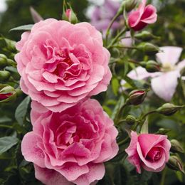 Kletterrose 'Camelot ' 5 Liter Container Lieferform: Im 5 Liter Topf