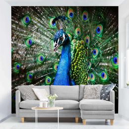 Fototapete Tiere Edler Pfau