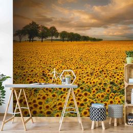 Fototapete Blumen Feld mit Sonnenblumen