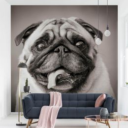 Fototapete Tiere Lustiger Mops