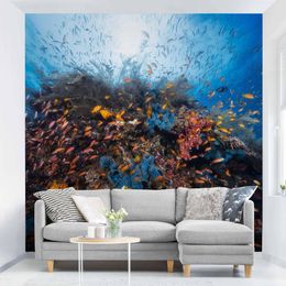 Fototapete Strand Lagune mit Fischen
