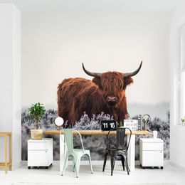 Fototapete Tiere Bison in den Highlands