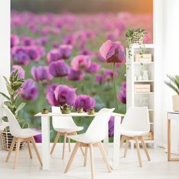 Fototapete Blumen Violette Schlafmohn Blumenwiese im Fr&uuml;hling