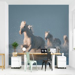 Fototapete Tiere Schimmelherde