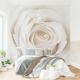 Fototapete Blumen Pretty White Rose