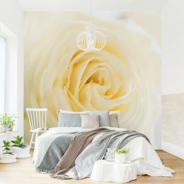 Fototapete Blumen White Rose