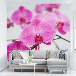 Bilderwelten Fototapete Textiltapete Stofftapete - nahtlose Tapete | Nahaufnahme Orchidee