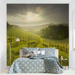 Bilderwelten Fototapete Textiltapete Stofftapete - nahtlose Tapete | Sonnenstrahlen Weinberg