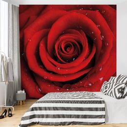 Fototapete Blumen Rote Rose mit Wassertropfen