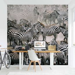 Fototapete Tiere Zebraherde