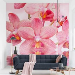 Fototapete Blumen Rosa Orchideen auf Wasser