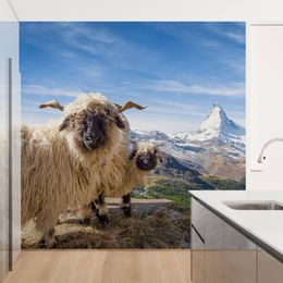 Fototapete Schwarznasenschafe von Zermatt