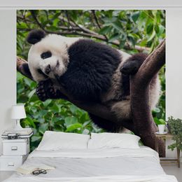 Fototapete Schlafender Panda auf Ast