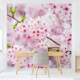 Fototapete Japanische Kirschbl&uuml;ten