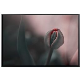 Leinwandbild Sinnliche Tulpe