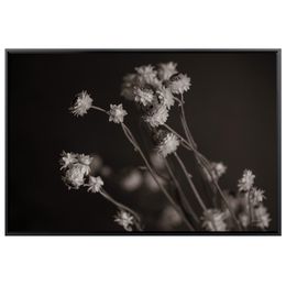 Leinwandbild G&auml;nsebl&uuml;mchen Studie