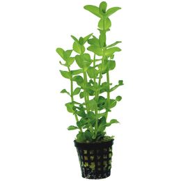 Aquafleur Bacopa Amplexicaulis Pflanze im 5 cm Topf