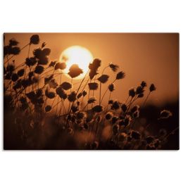 Wandbild Artland "Abendsonne - Tanz des Wollgrases", farbe bild(er): naturfarben, B:120cm H:80cm, Bilder, als Alubild, Leinwandbild, Poster, Wandaufkleber in verschied. Gr&ouml;&szlig;en