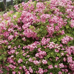 Historische Strauchrose 'Mozart ', 5 Liter, A-Qualit&auml;t, 3 starke Triebe Liefergr&ouml;&szlig;e: drei starke Triebe
