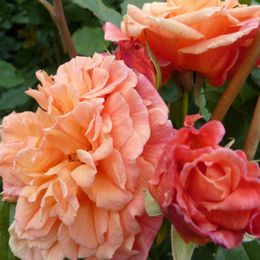 Kletterrose 'Aloha ', 5 Liter, Qualit&auml;t A, 3 starke Triebe Lieferform: Im 5 Liter Topf