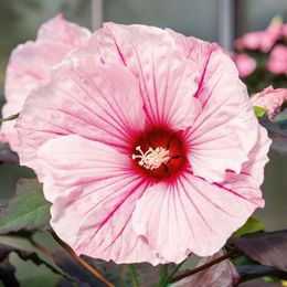 Riesenbl&uuml;tiger Hibiskus 'Summerific Dark Mystery ' Liefergr&ouml;&szlig;e: 40 - 60 cm