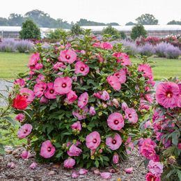 Riesenbl&uuml;tiger Hibiskus 'Summerific Candy Crush ' Liefergr&ouml;&szlig;e: 40 - 60 cm