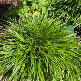 Japanisches Berg-Gras 'Greenhills' Lieferform: Im 1 Liter Topf