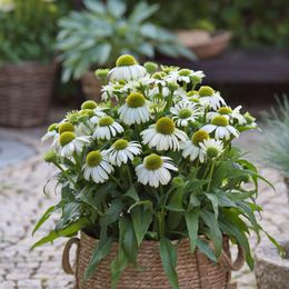 Scheinsonnenhut 'SunMagic Vintage Pearl White ' Lieferform: Im 2 Liter Topf