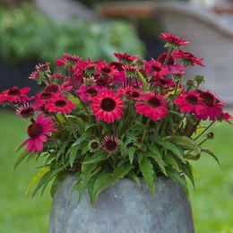 Scheinsonnenhut 'SunMagic Vintage Red ' Lieferform: Im 2 Liter Topf