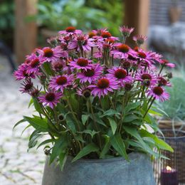 Scheinsonnenhut 'SunMagic Vintage Pink ' Lieferform: Im 2 Liter Topf