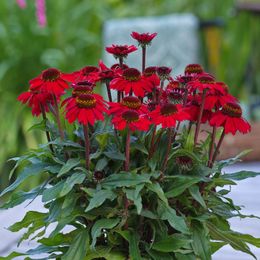 Scheinsonnenhut 'SunMagic Vintage Hot Red ' Lieferform: Im 2 Liter Topf