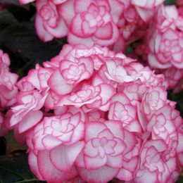 Doppelt-Gef&uuml;llte Hortensie 'Miss Saori' 5 Liter Container Lieferform: Im 5 Liter Topf