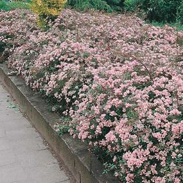 Bodendeckerrose 'The Fairy ' 1,5 Liter Container Lieferform: Im 1,5 Liter Topf