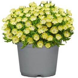toom Mittagsblume 'Ice Dance' 13 cm Topf