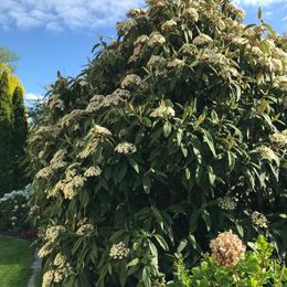 Runzelbl&auml;ttriger Schneeball rhytidophyllum C5 60 - 80 cm Liefergr&ouml;&szlig;e: 60 - 80 cm
