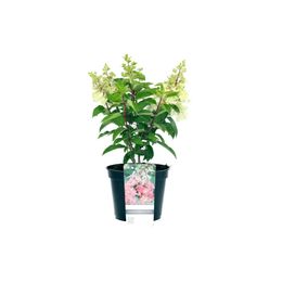 Tchibo - Rispenhortensie &raquo;Pinky Winky&laquo; - dunkelrosa