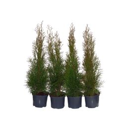 Tchibo - Thuja Smaragd - gr&uuml;n