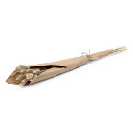 Tchibo - Lagurus - beige