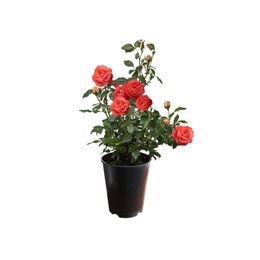 Tchibo - Rose &raquo;Queen of Hearts&laquo; - apricot